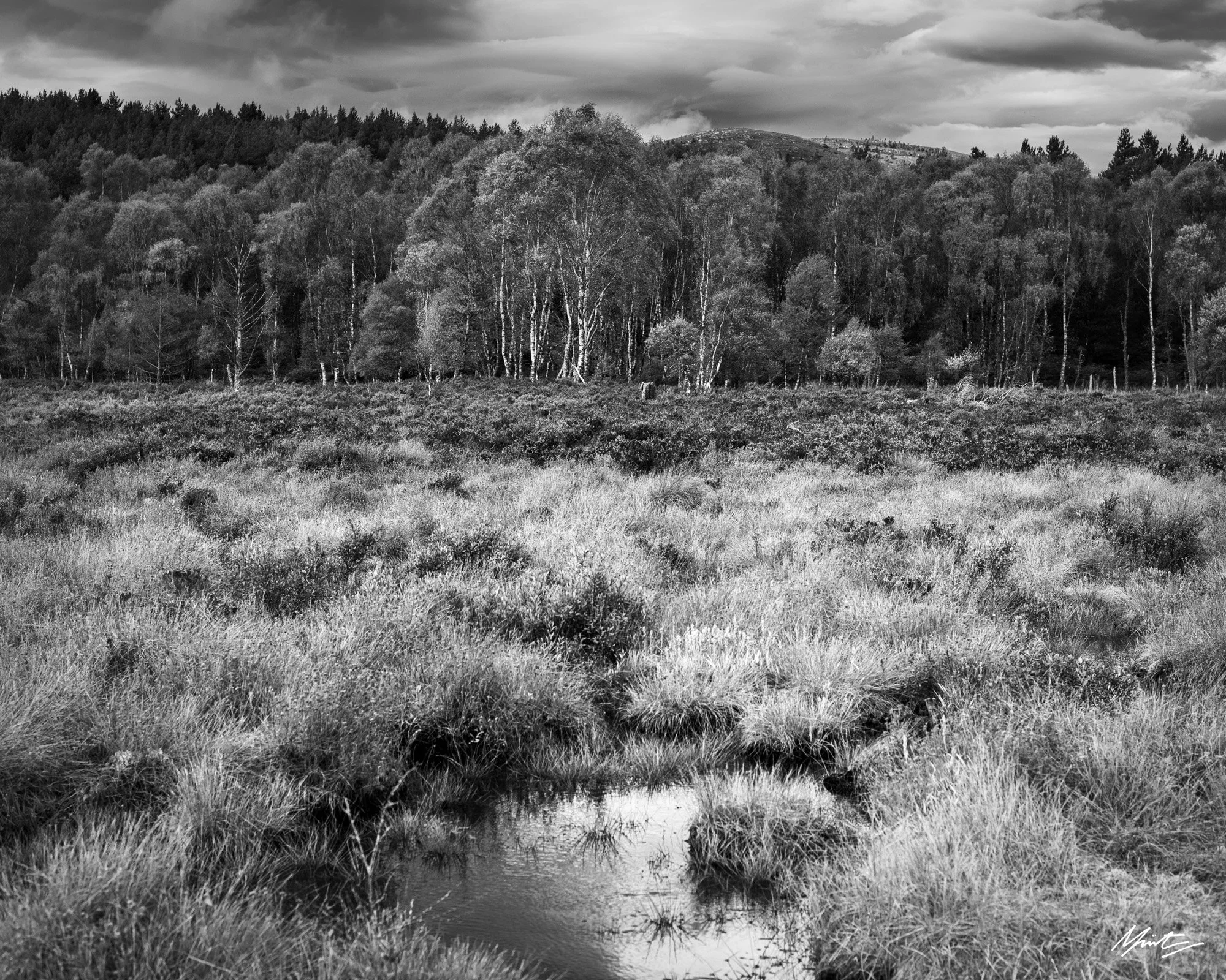 Birch Bog, Cairngorms National Park (2022) — Murray Livingston Photography