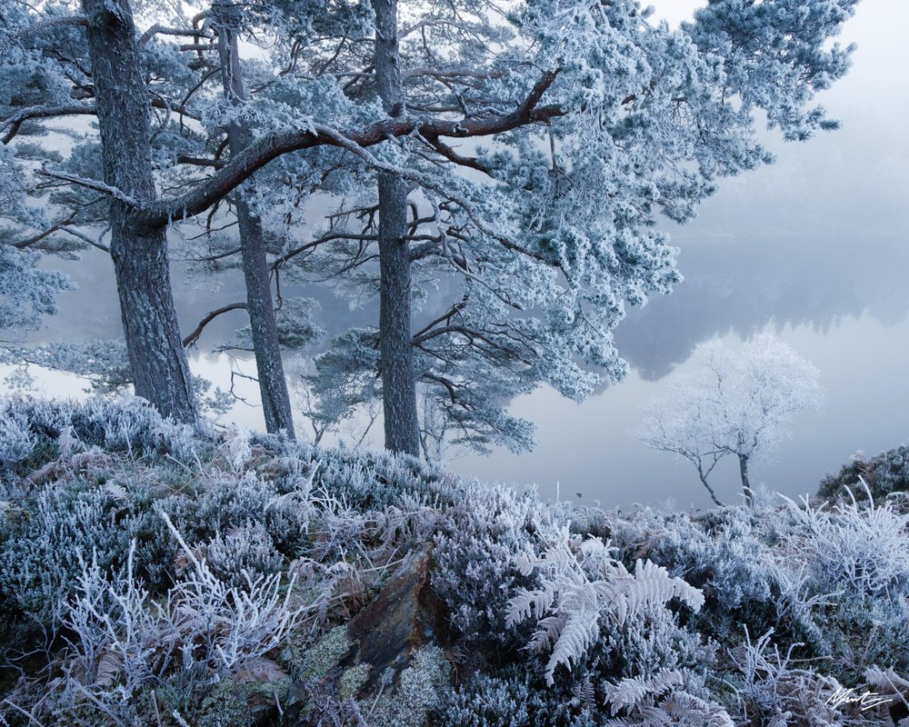 Scotland Ancient Caledonian Scots Pine Forest Fine Art Landscape ...
