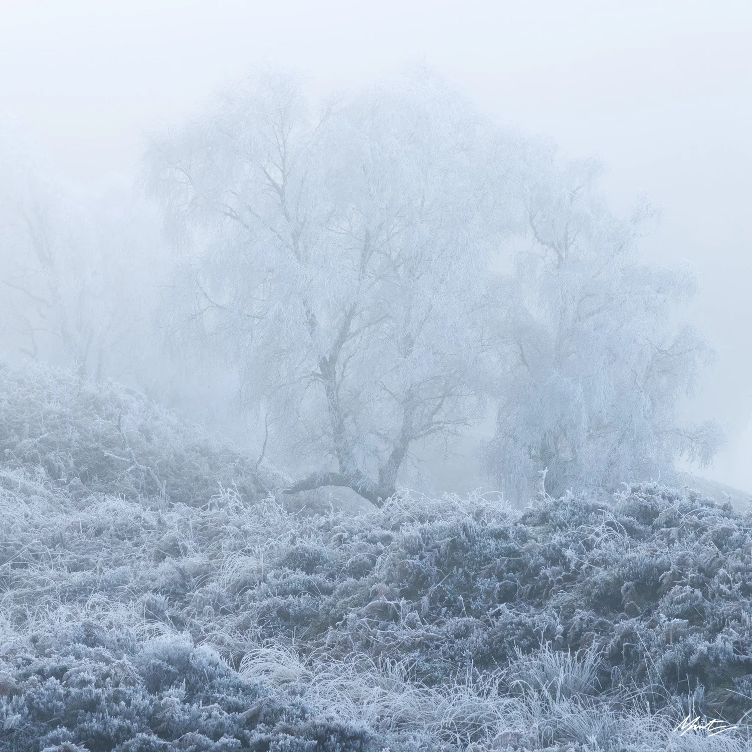 Scotland Ancient Caledonian Scots Pine Forest Fine Art Landscape ...