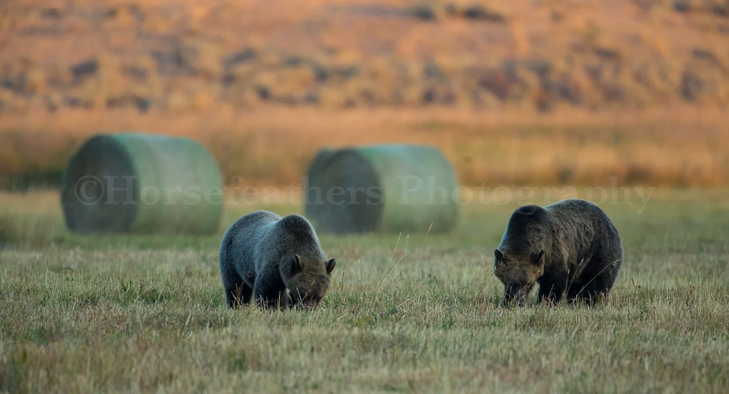 Orphaned Grizzly Cubs of Tom Miner Update — Brad Orsted