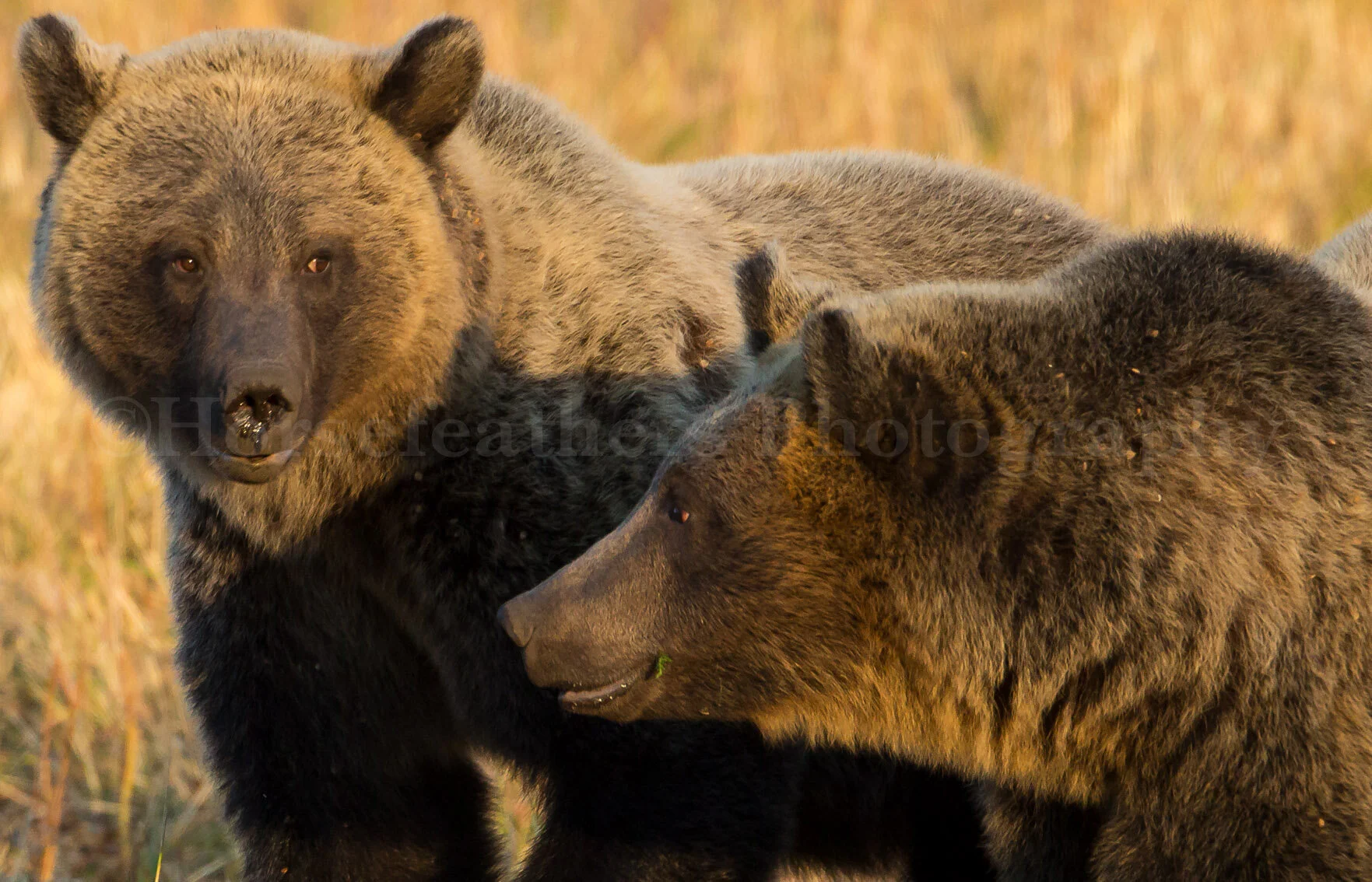 Orphaned Grizzly Cubs of Tom Miner Update — Brad Orsted