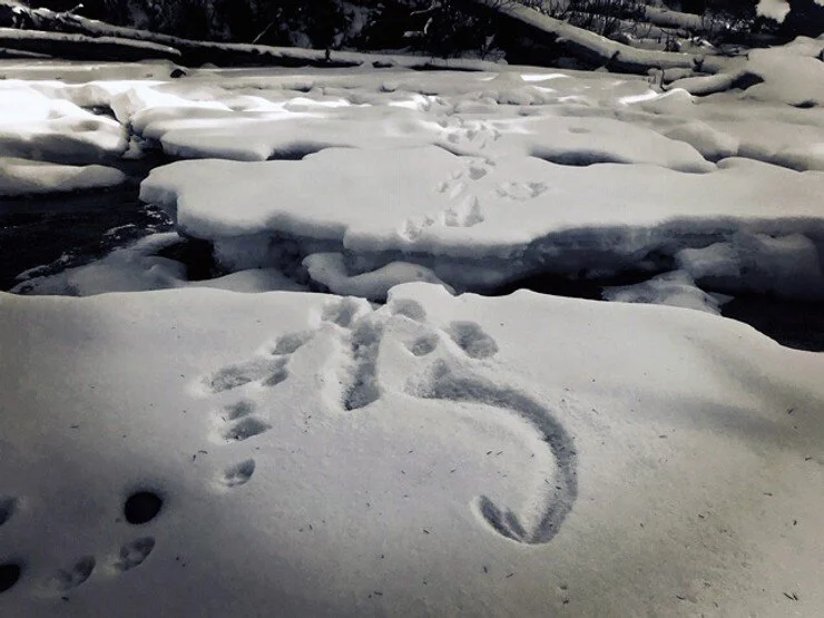 A Close Encounter — Brad Orsted