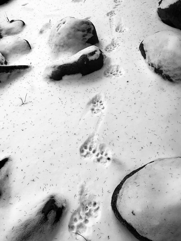 A Close Encounter — Brad Orsted