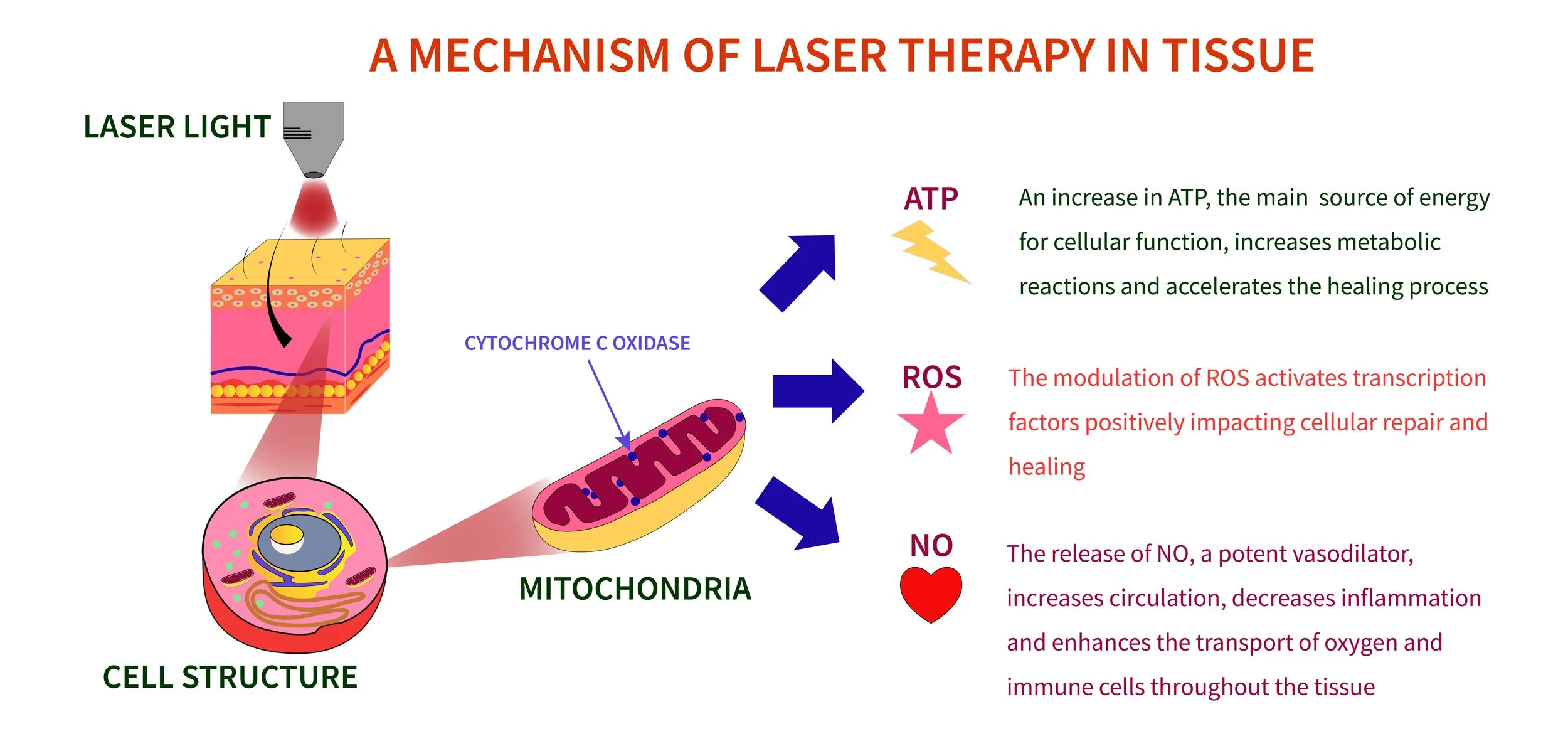 Laser Therapy via Photobiomodulation for Musculoskeletal Pain in Clinical Settings