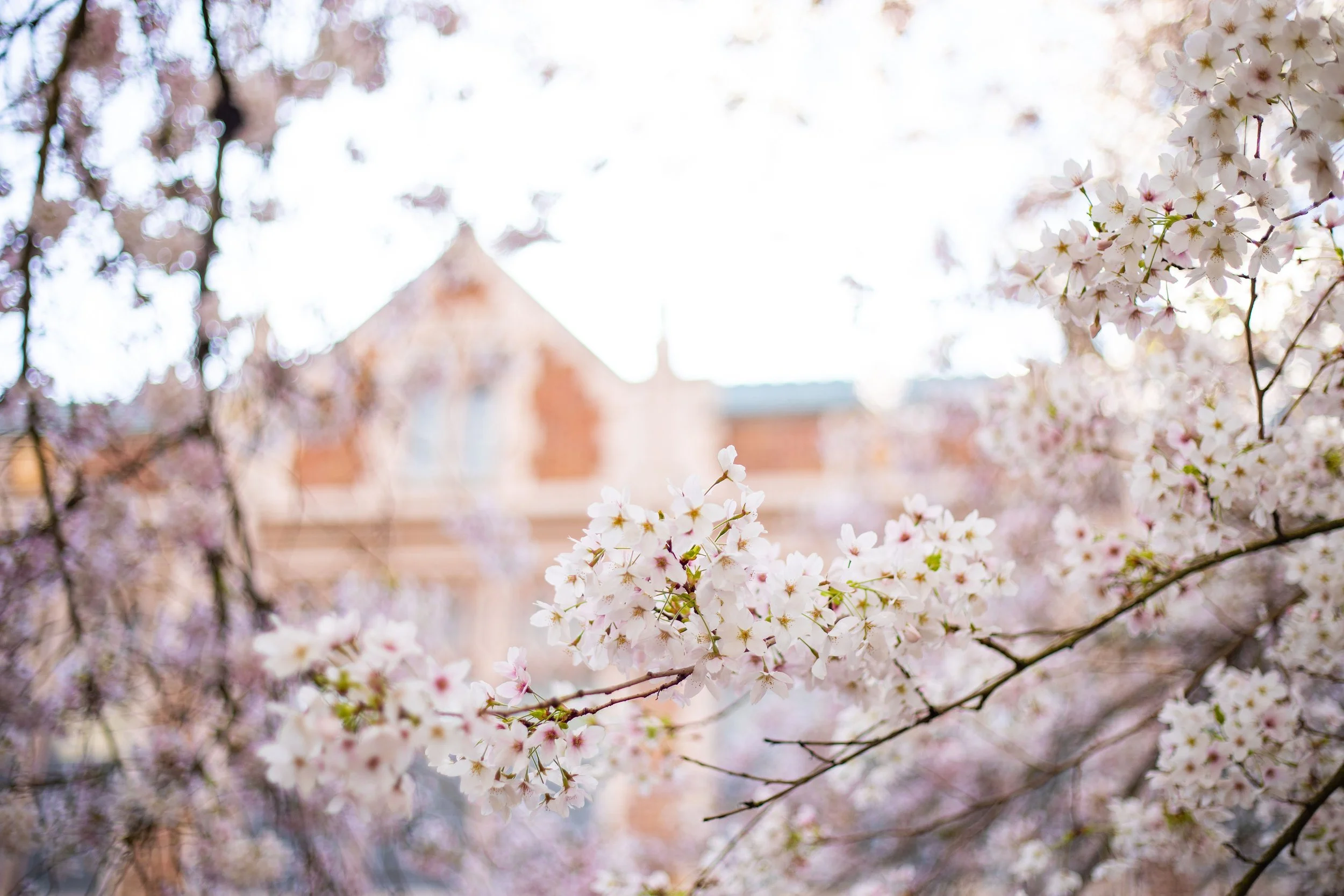 Allergy Testing & Treatment — Neighborhood Naturopathic - West Seattle