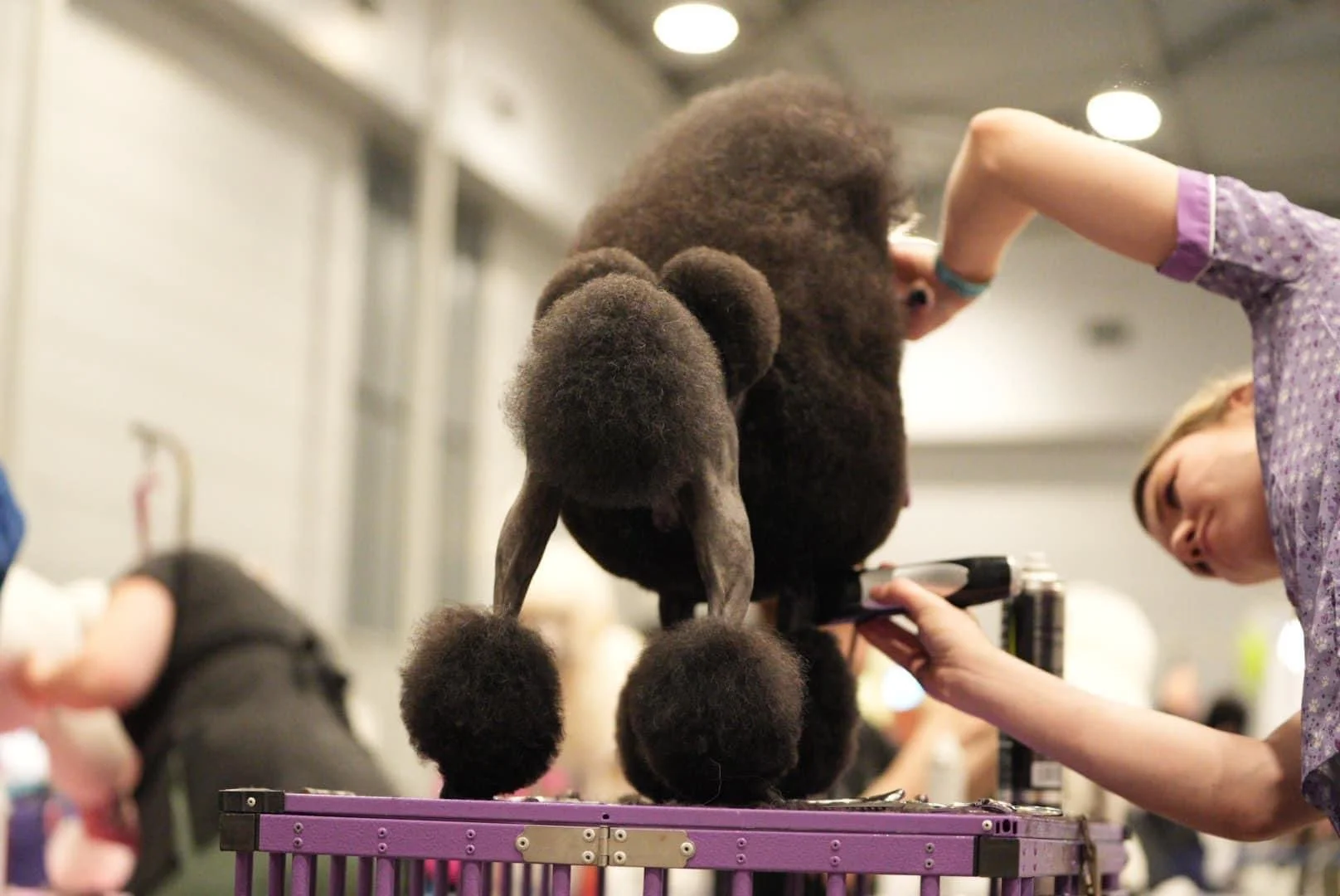 AusGroom Competition — PIAA