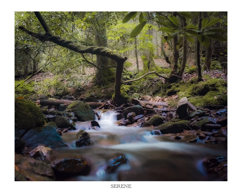 Serene Nature