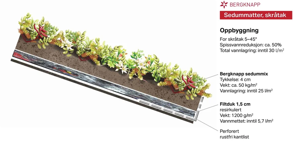 Sedumtak — Bergknapp - Sedum og grønne løsninger