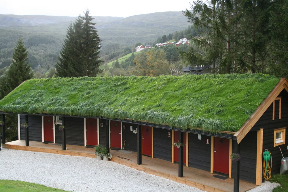 Torv — Bergknapp - Sedum og grønne løsninger