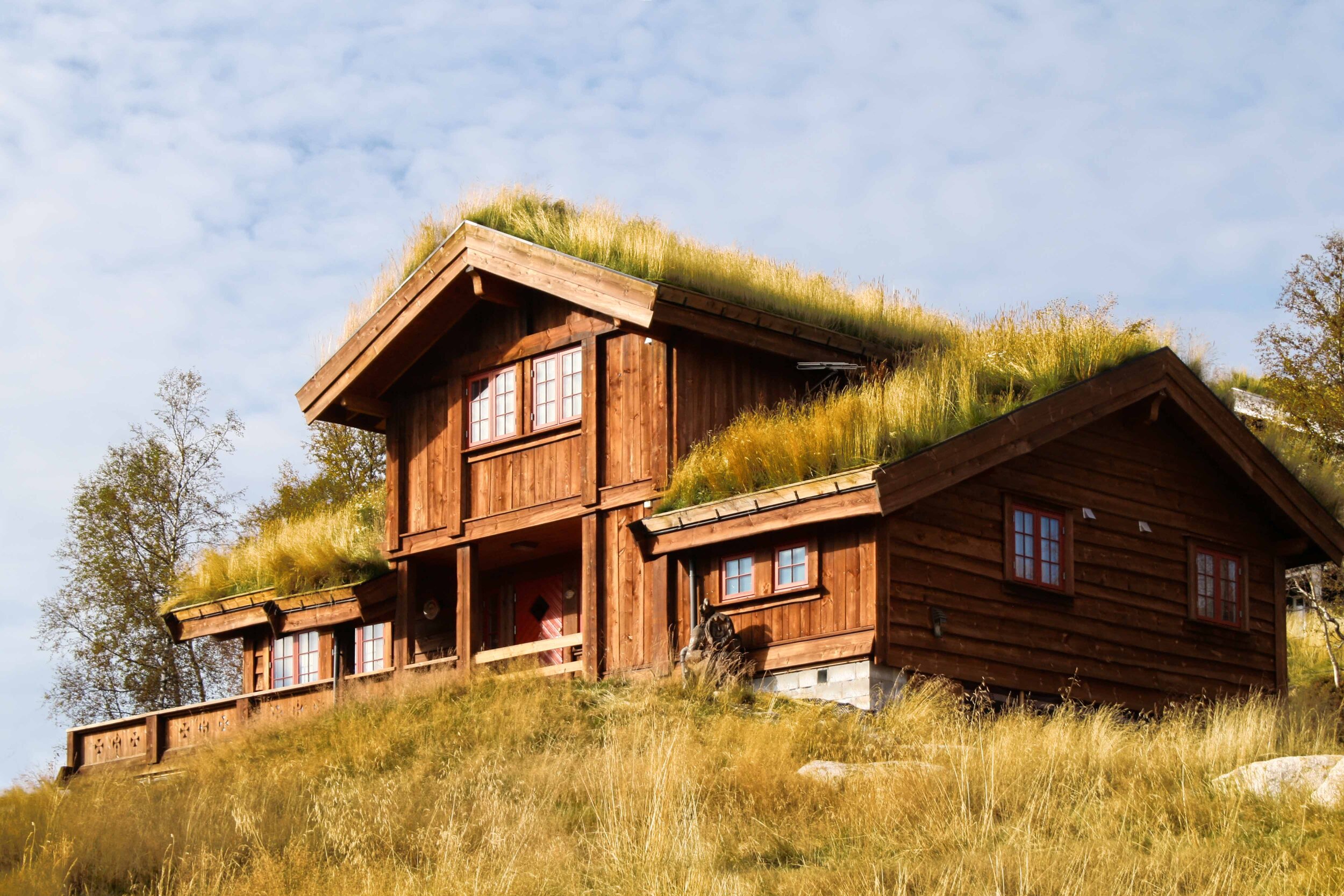 Torv — Bergknapp - Sedum og grønne løsninger