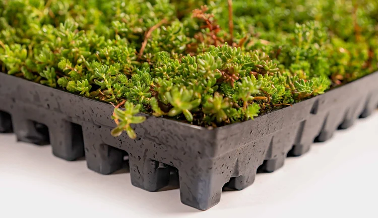 Sedumtak — Bergknapp - Sedum og grønne løsninger