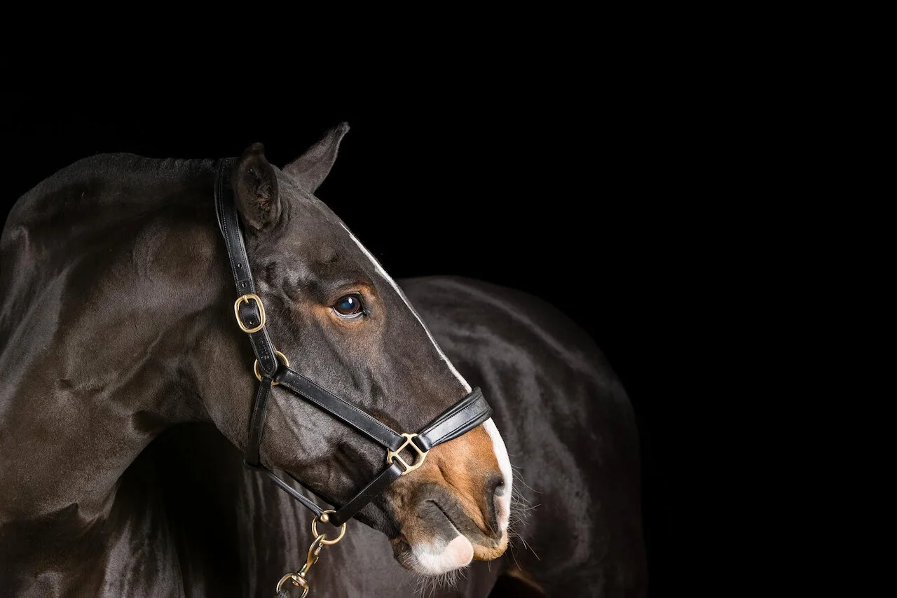 Hercules — Scropton Horse Centre