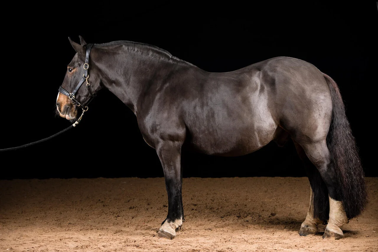 Hercules — Scropton Horse Centre