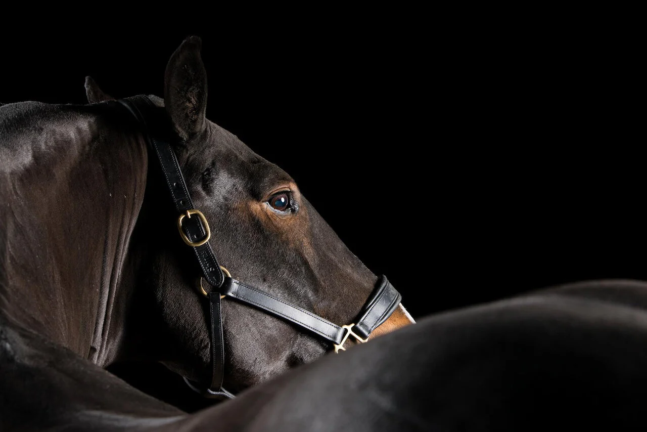 Hercules — Scropton Horse Centre