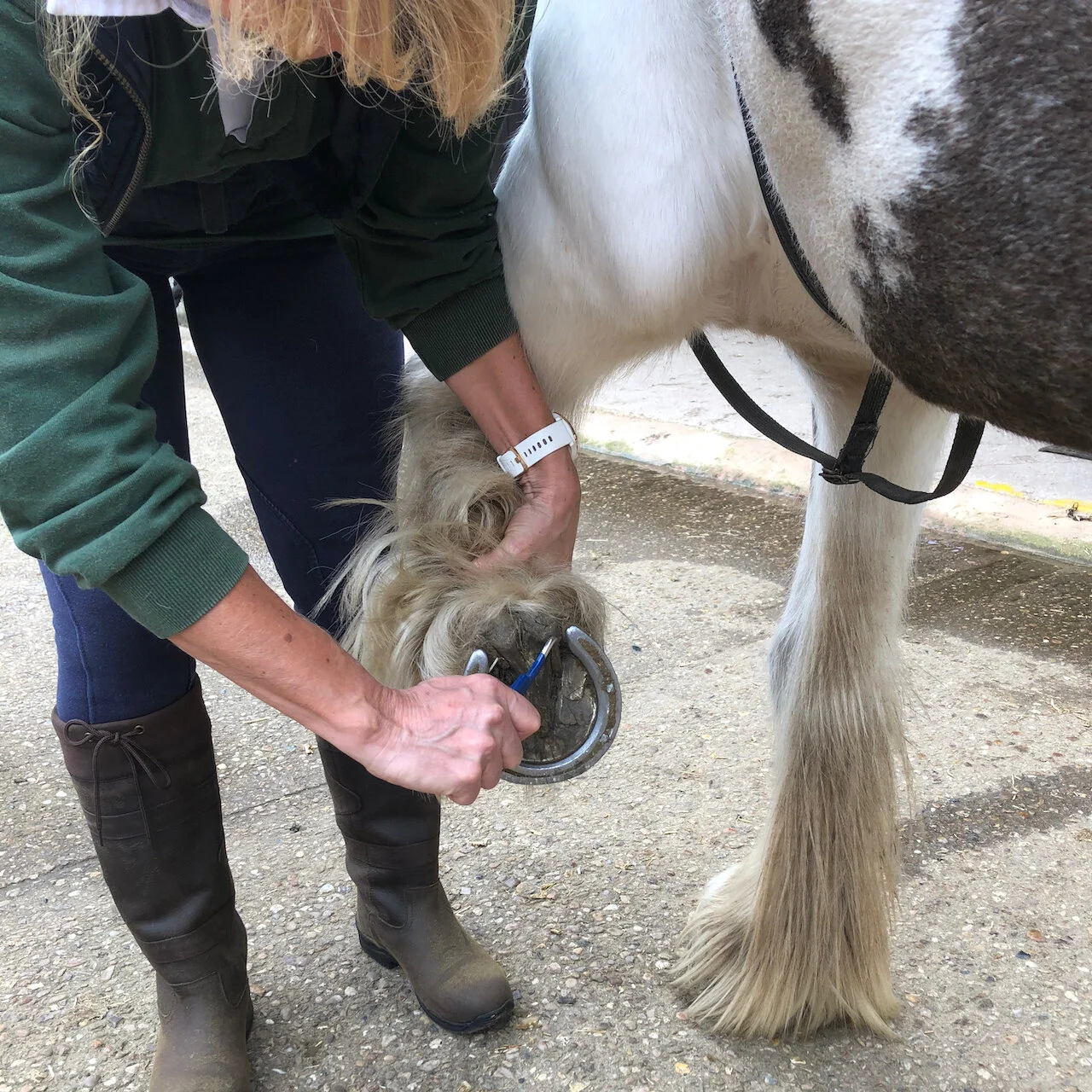 Horse Care — Scropton Horse Centre