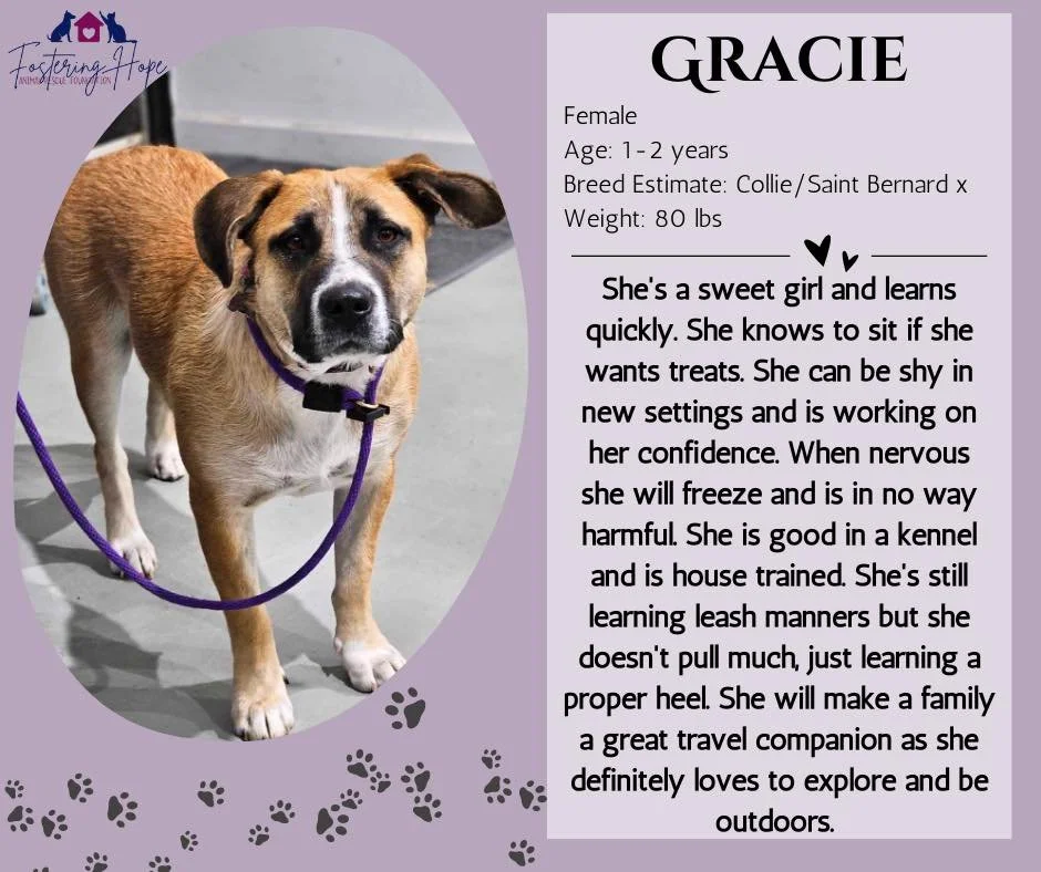 Adoptable Dogs — Fostering Hope Animal Rescue Foundation