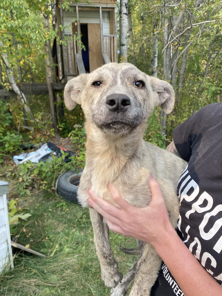 Fostering Hope Animal Rescue Foundation