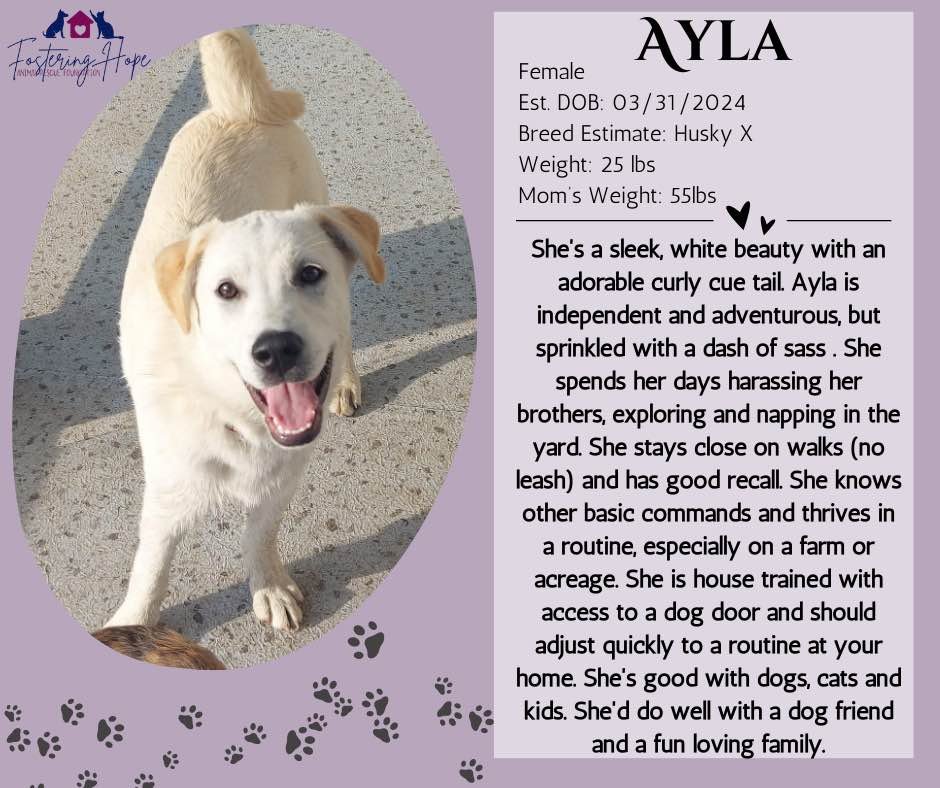 Adoptable Dogs — Fostering Hope Animal Rescue Foundation