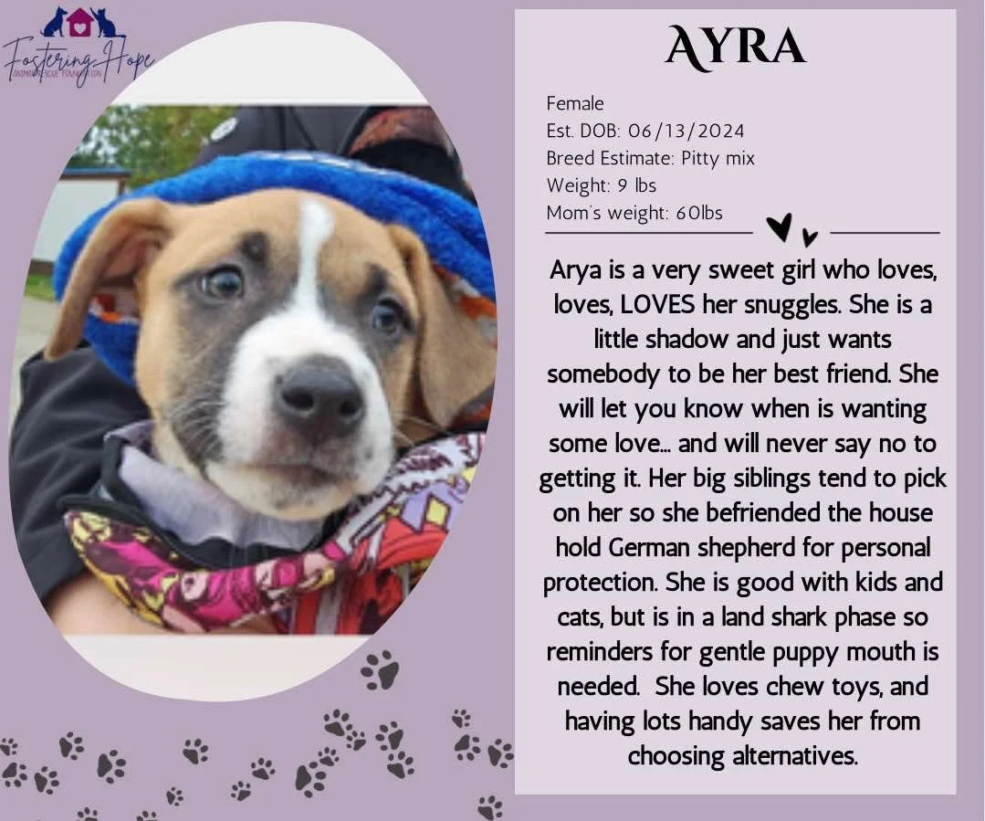 Adoptable Dogs — Fostering Hope Animal Rescue Foundation