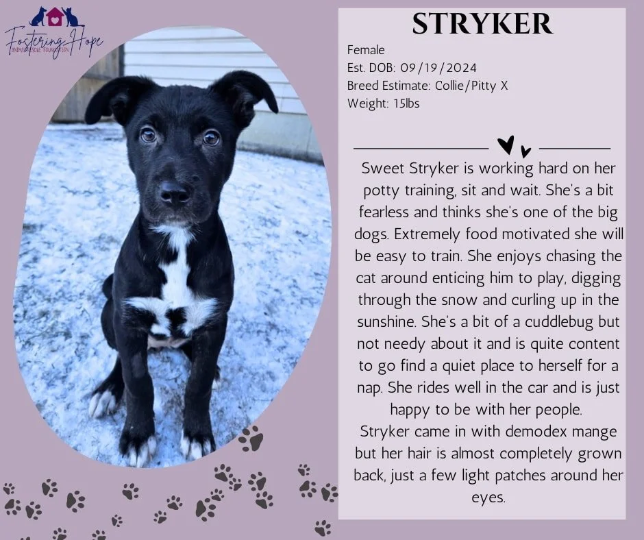 Adoptable Dogs — Fostering Hope Animal Rescue Foundation