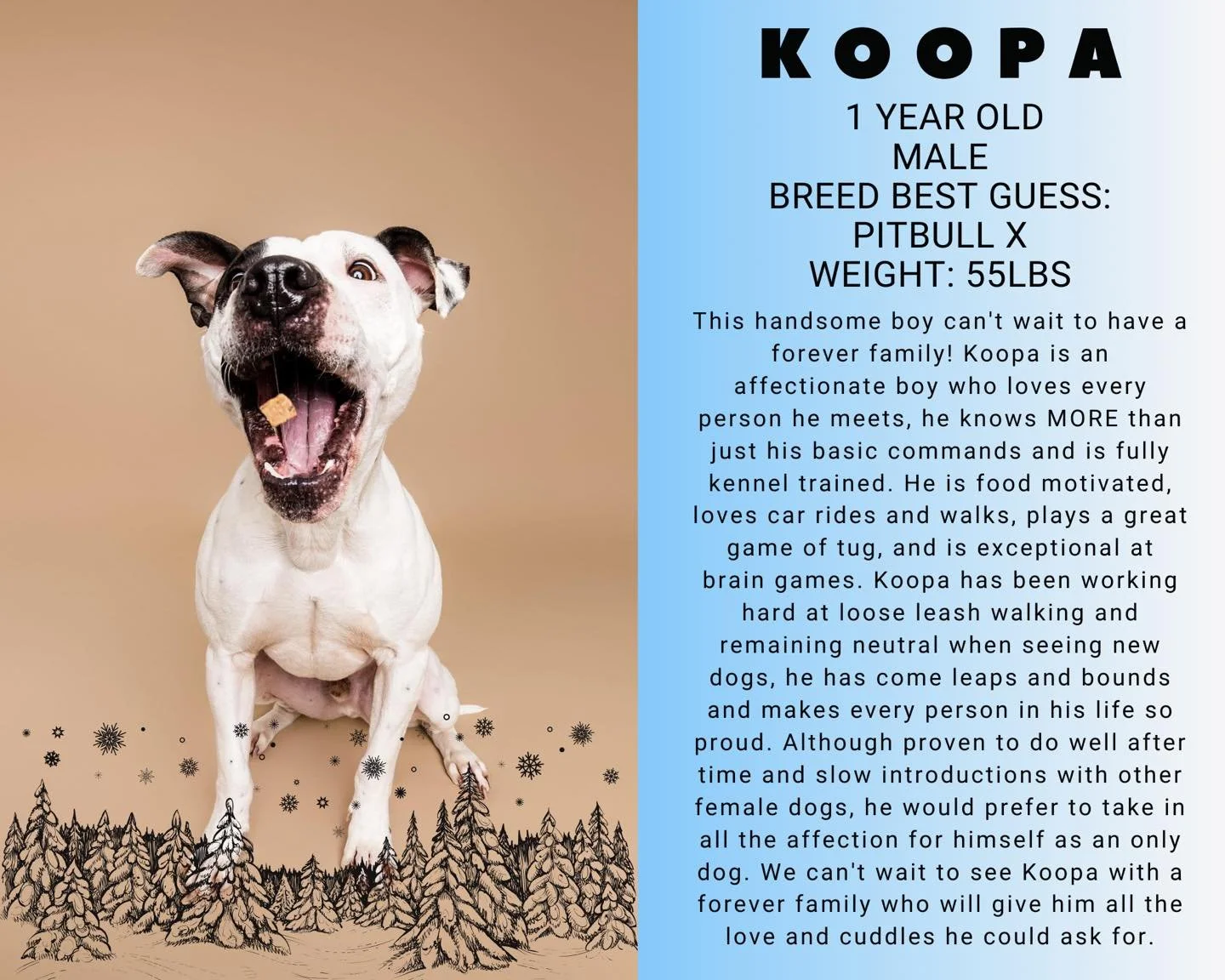 Adoptable Dogs — Fostering Hope Animal Rescue Foundation