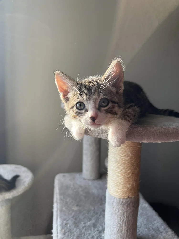 Fostering Hope Animal Rescue Foundation