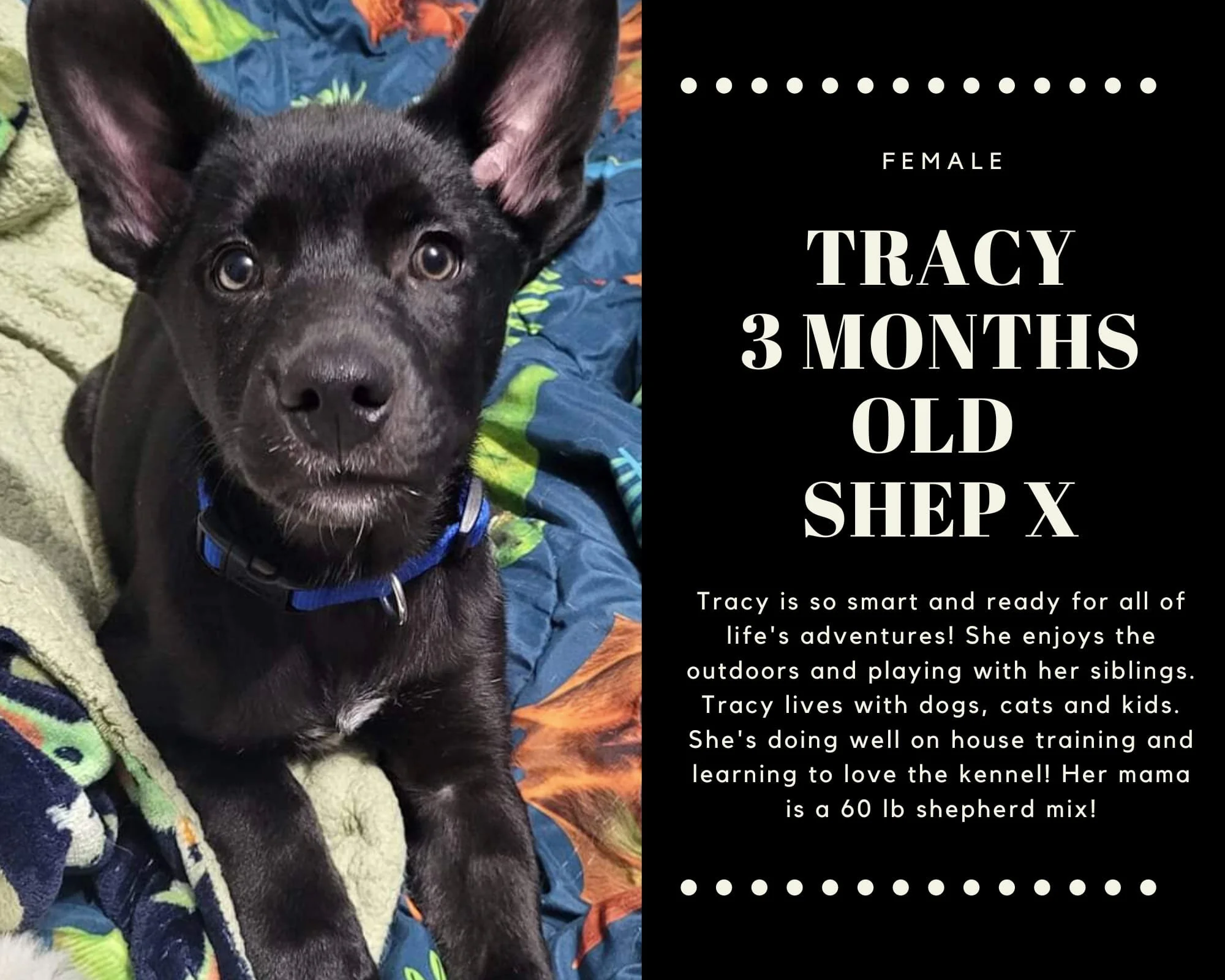 Adoptable Dogs — Fostering Hope Animal Rescue Foundation