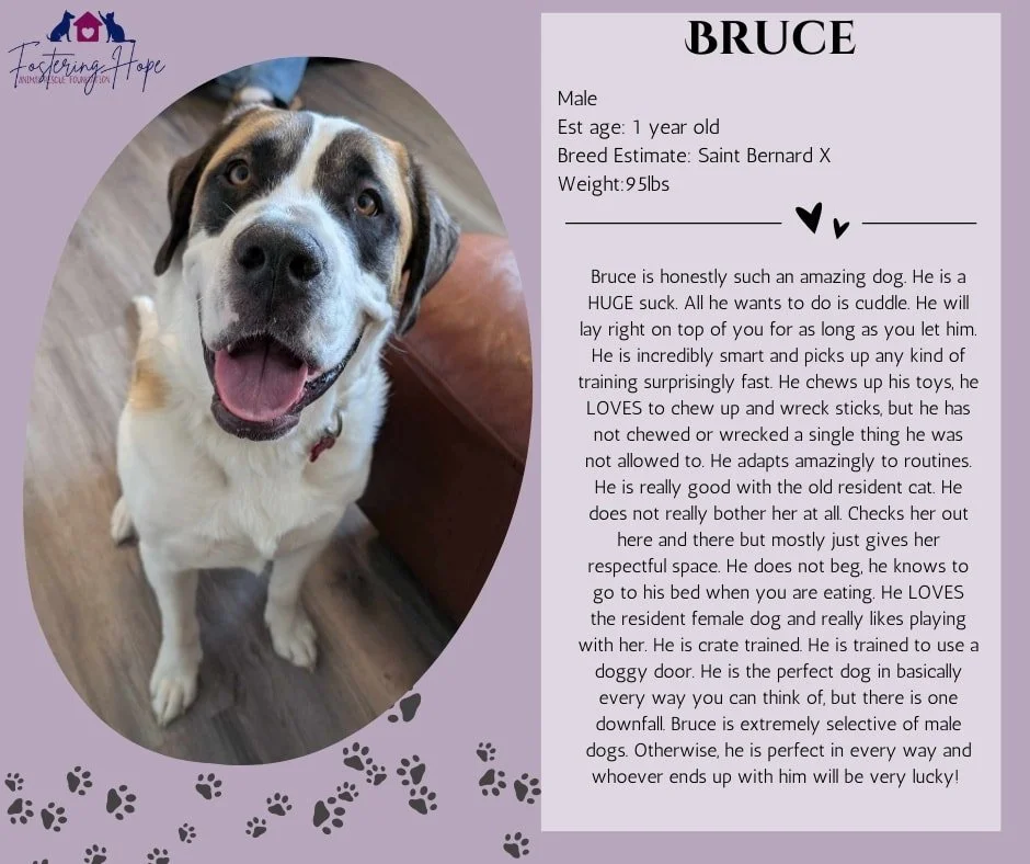 Adoptable Dogs — Fostering Hope Animal Rescue Foundation