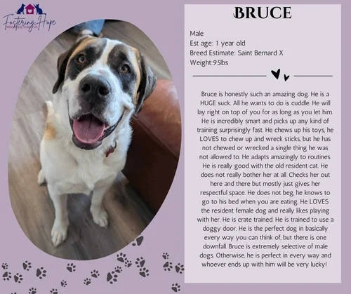 Adoptable Dogs — Fostering Hope Animal Rescue Foundation