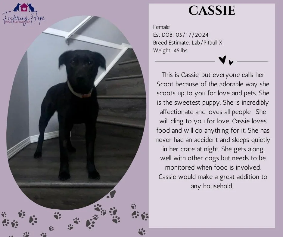 Adoptable Dogs — Fostering Hope Animal Rescue Foundation