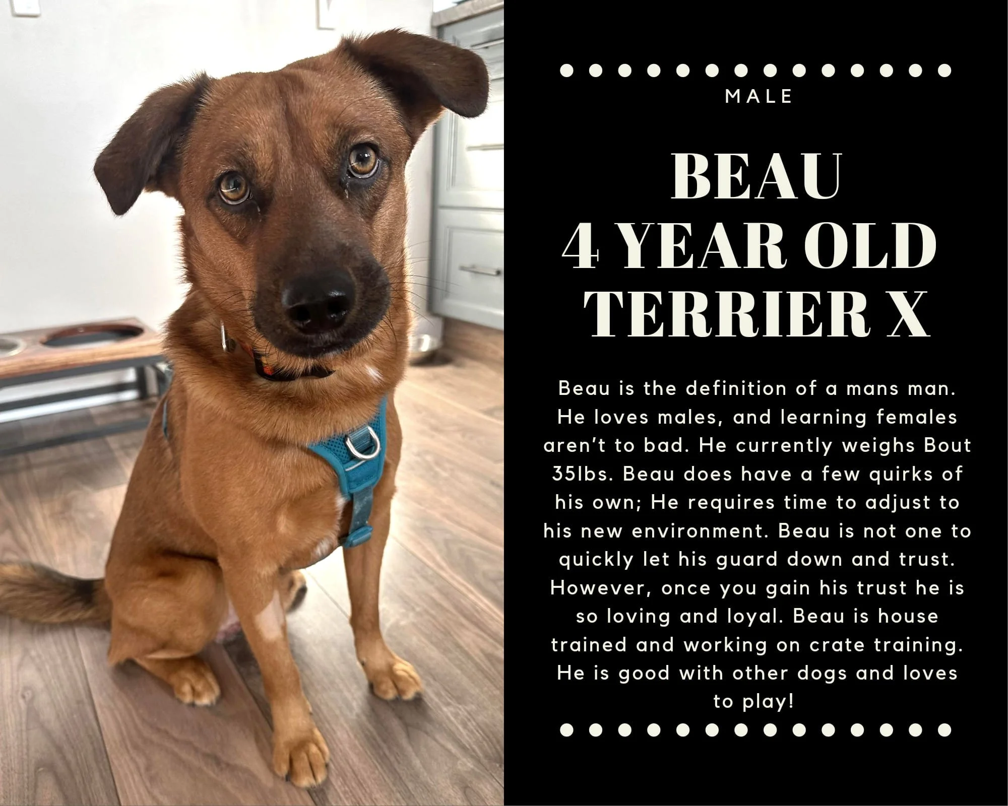 Adoptable Dogs — Fostering Hope Animal Rescue Foundation