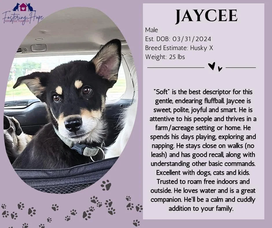 Adoptable Dogs — Fostering Hope Animal Rescue Foundation