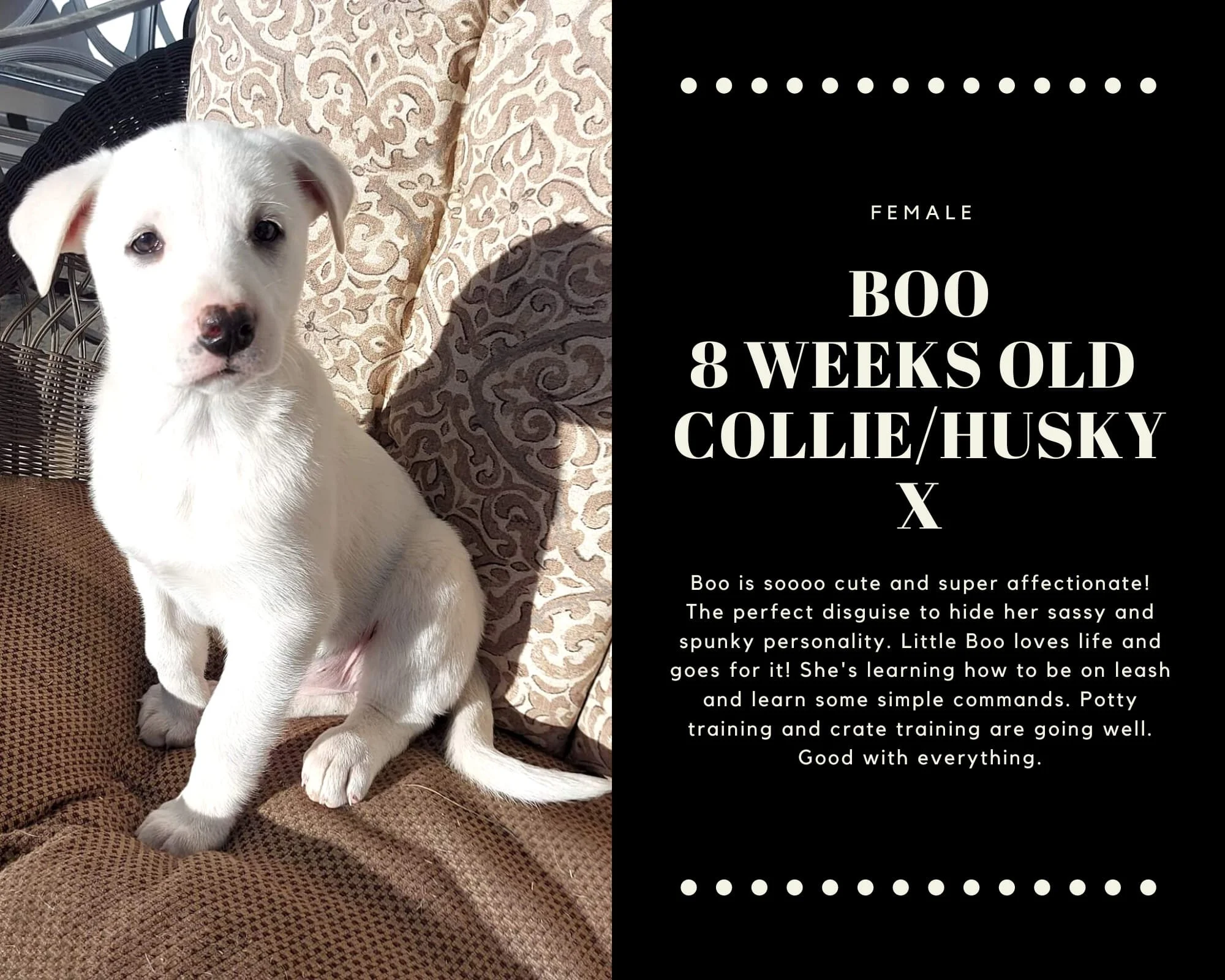 Adoptable Dogs — Fostering Hope Animal Rescue Foundation