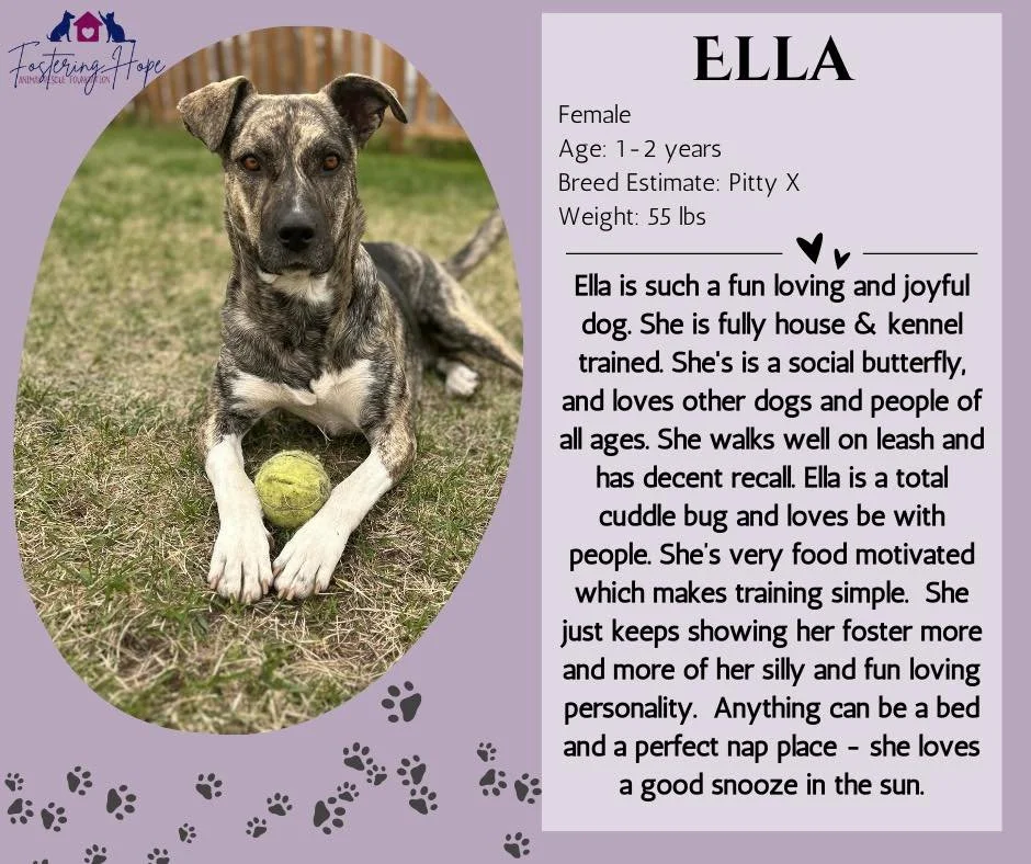 Adoptable Dogs — Fostering Hope Animal Rescue Foundation