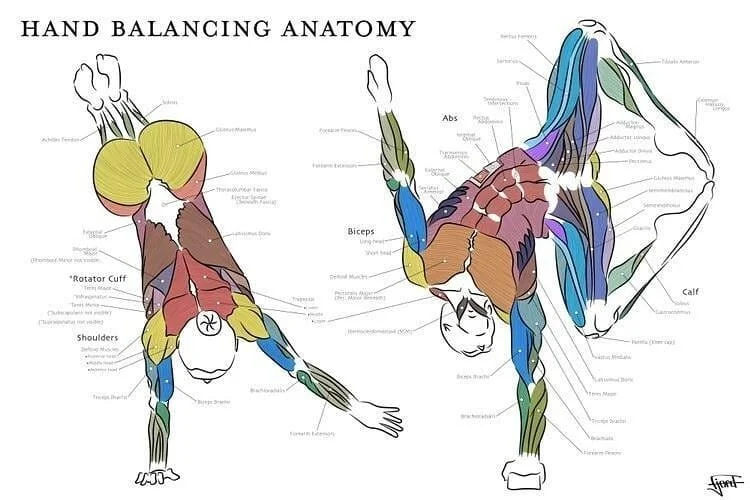 Ulrik Ask Fossum | Handstand Coach
