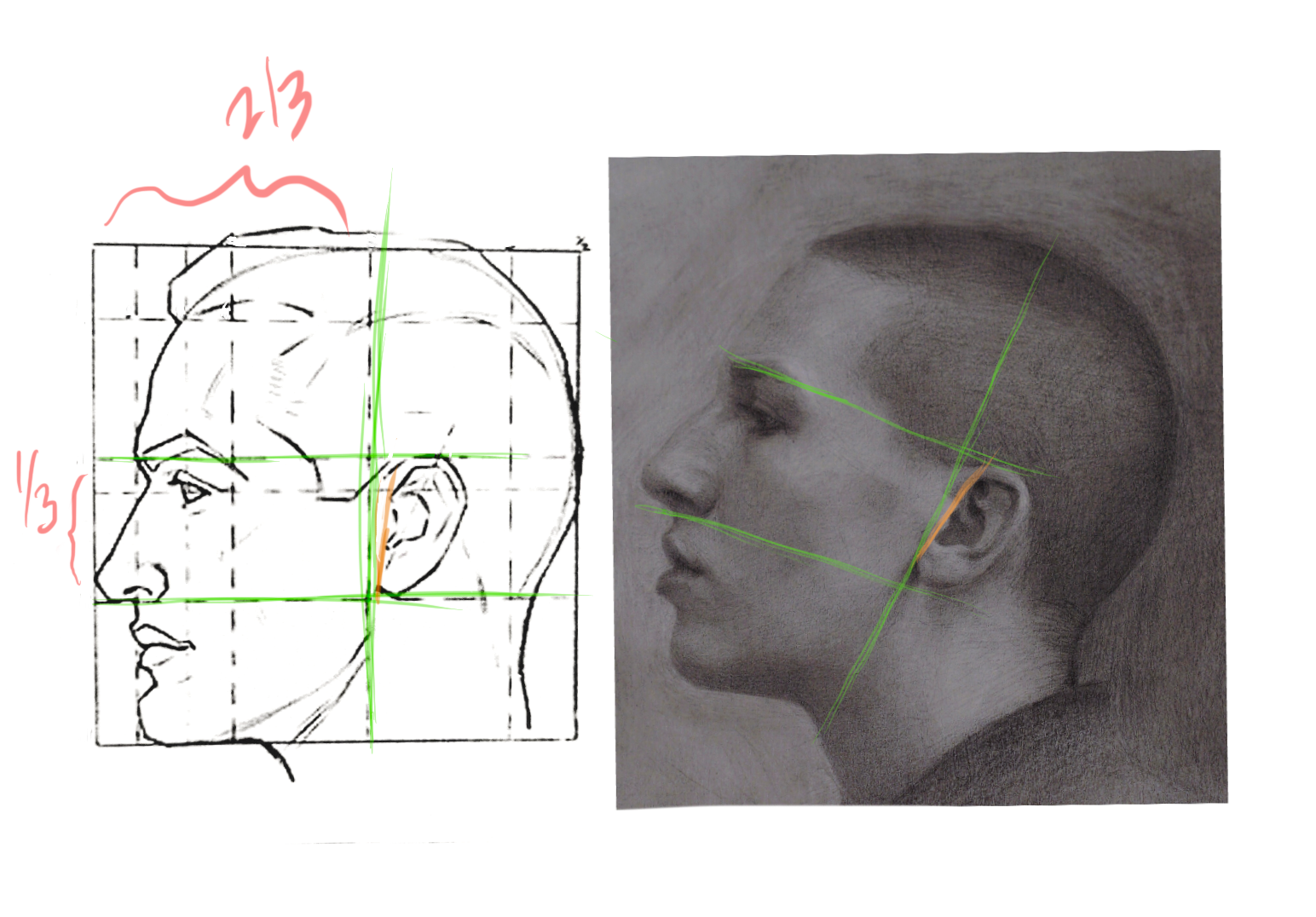 Face Proportions Loomis