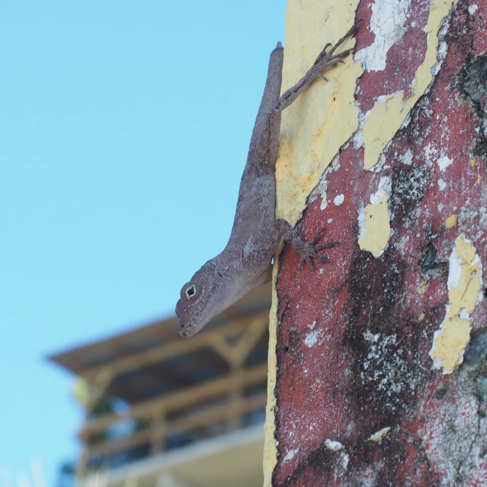 Urban lizards — Shane Campbell-Staton