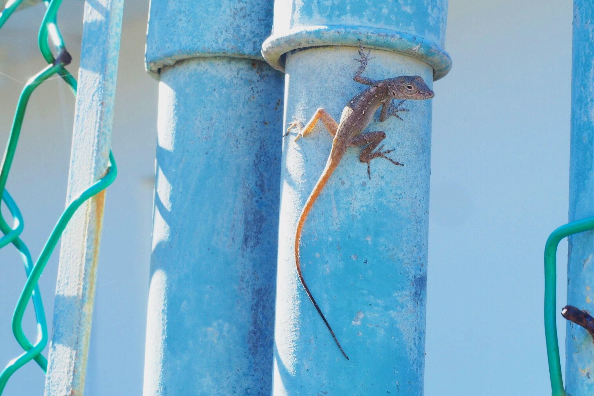 Urban lizards — Shane Campbell-Staton