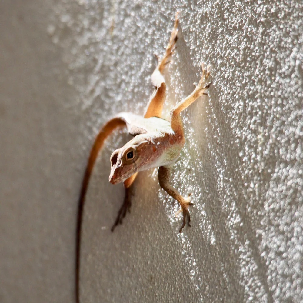 Urban lizards — Shane Campbell-Staton