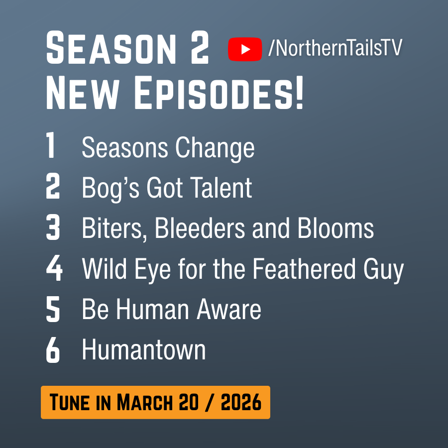Northern Tails | Season 2 — Shot in the Dark Productions