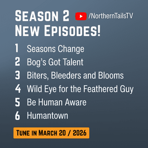 Northern Tails | Season 2 — Shot in the Dark Productions
