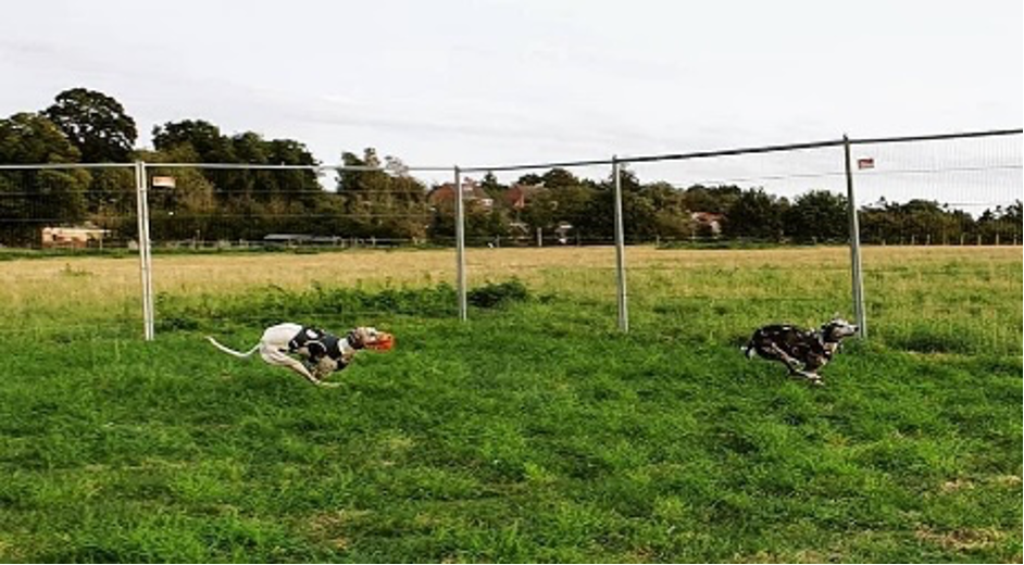 Fields — Donkey Dell Dog Exercise Fields