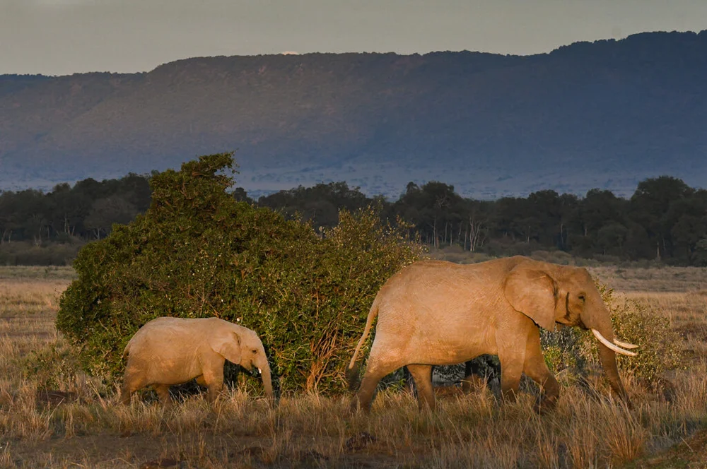 The Mara is ready and waiting! — Freeman Safaris