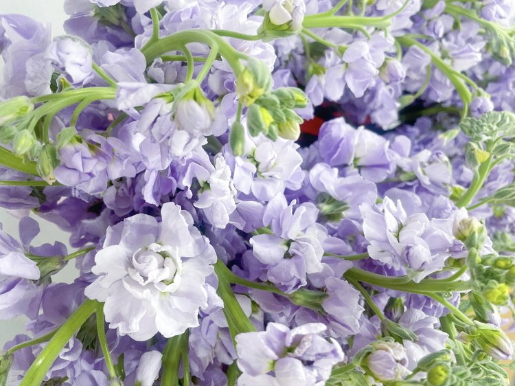 How to Process Stock Flowers for Longer Vase Life | Bumble Fleur ...