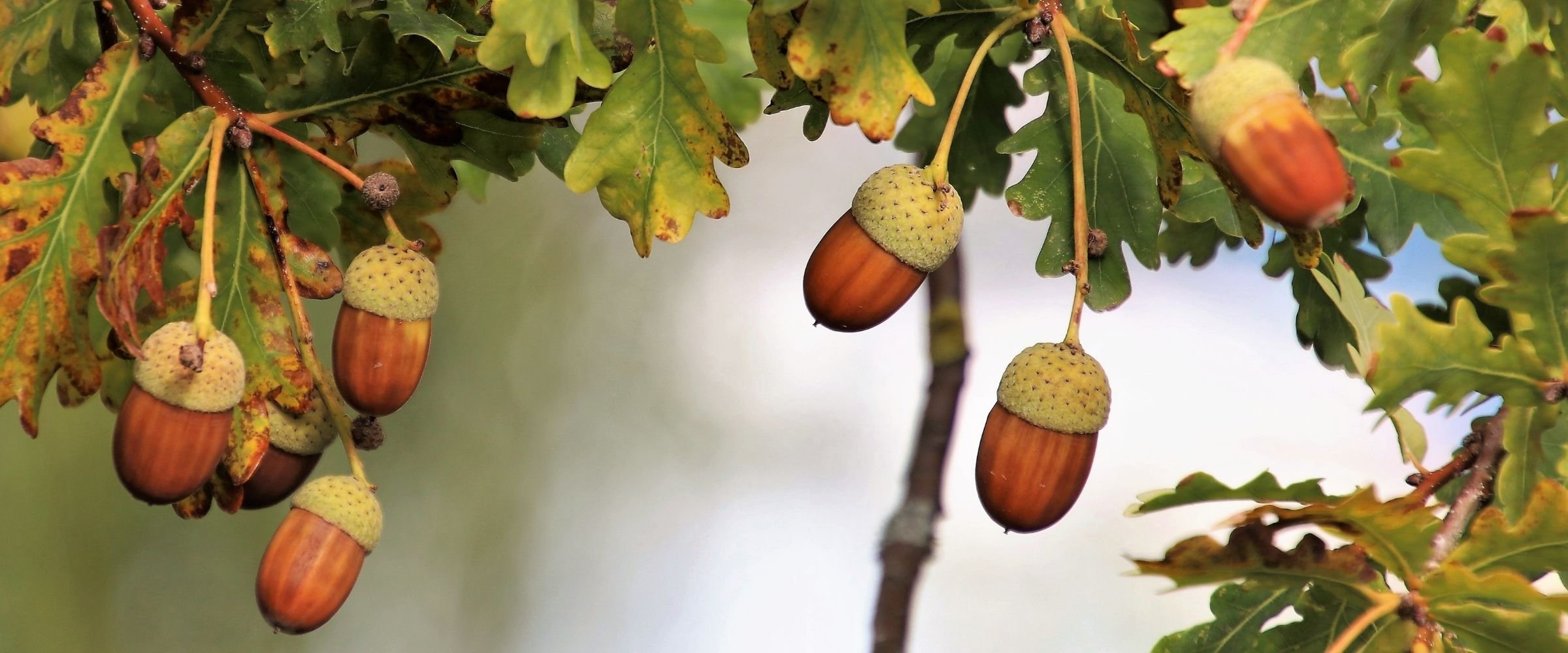 Resources — Down to Earth Well-Being