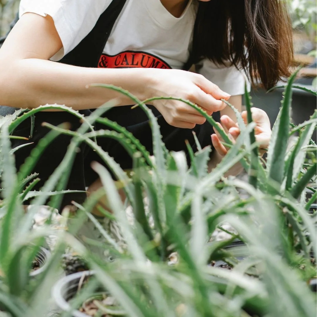 General 2 — roots redefined