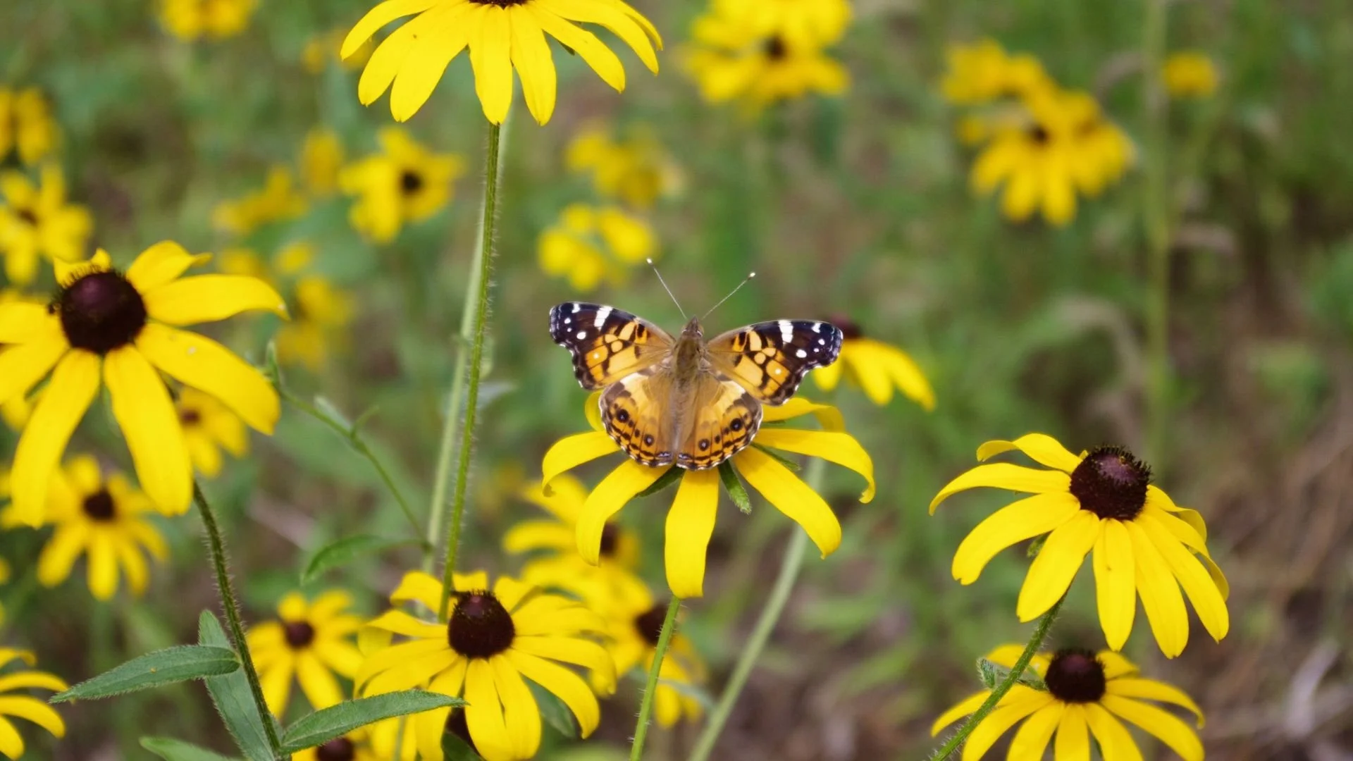 General 2 — roots redefined