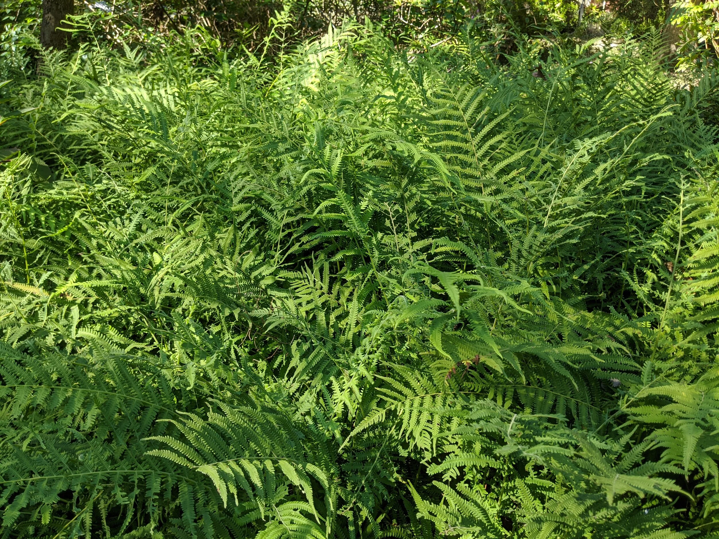Thelypteris kunthii (Southern Shield Fern) — Master Gardener Plant Sale ...
