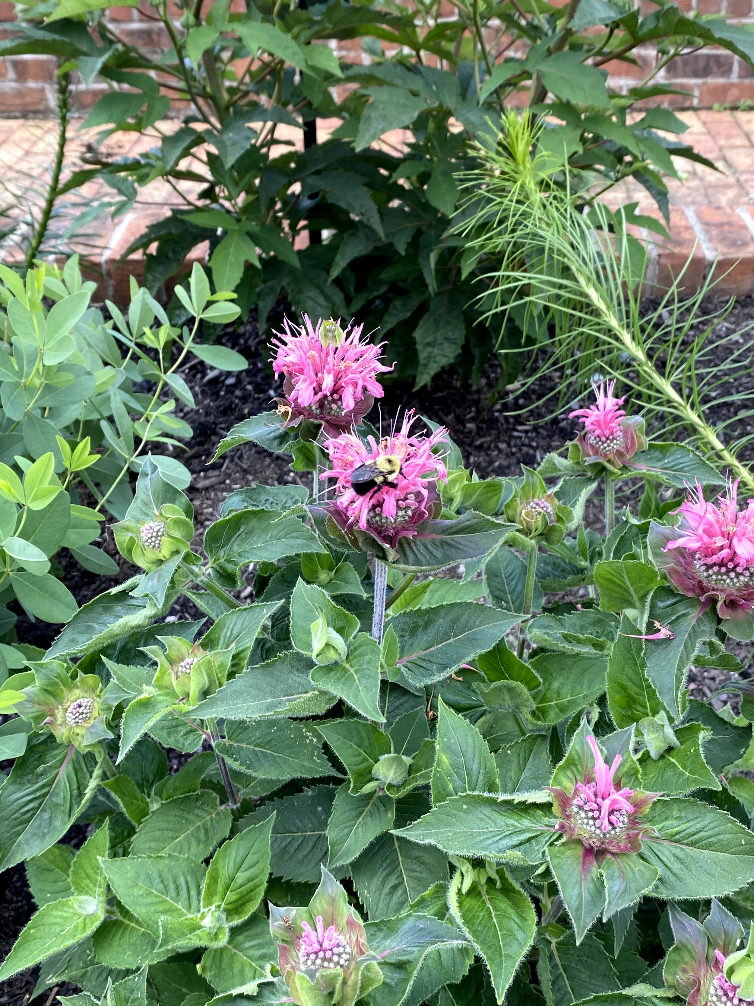 Native — Perennials — Backyard Treasures Plant Sale
