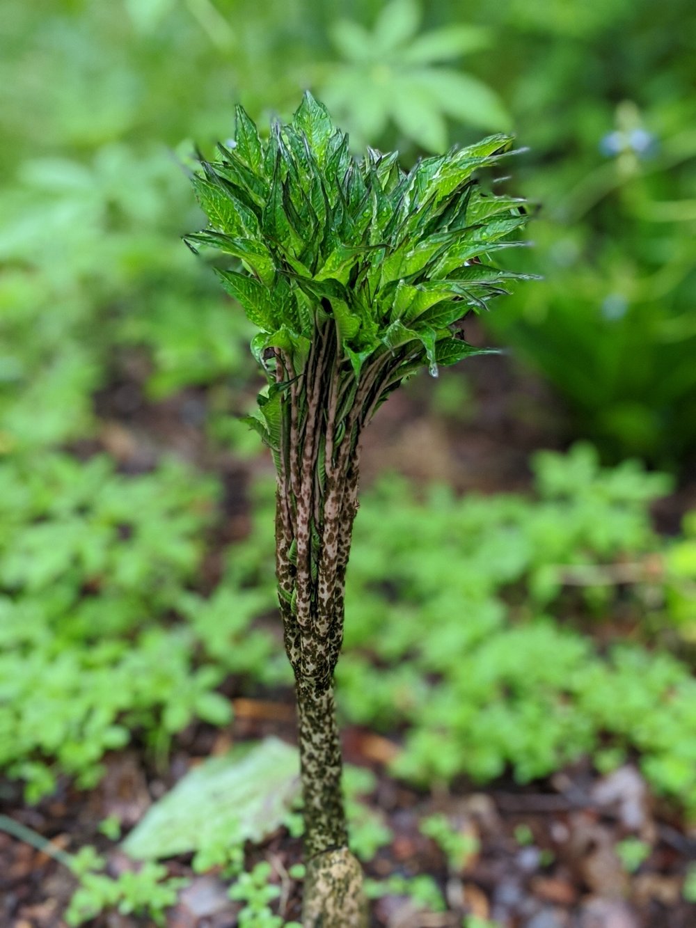 Amorphophallus Konjac Plant